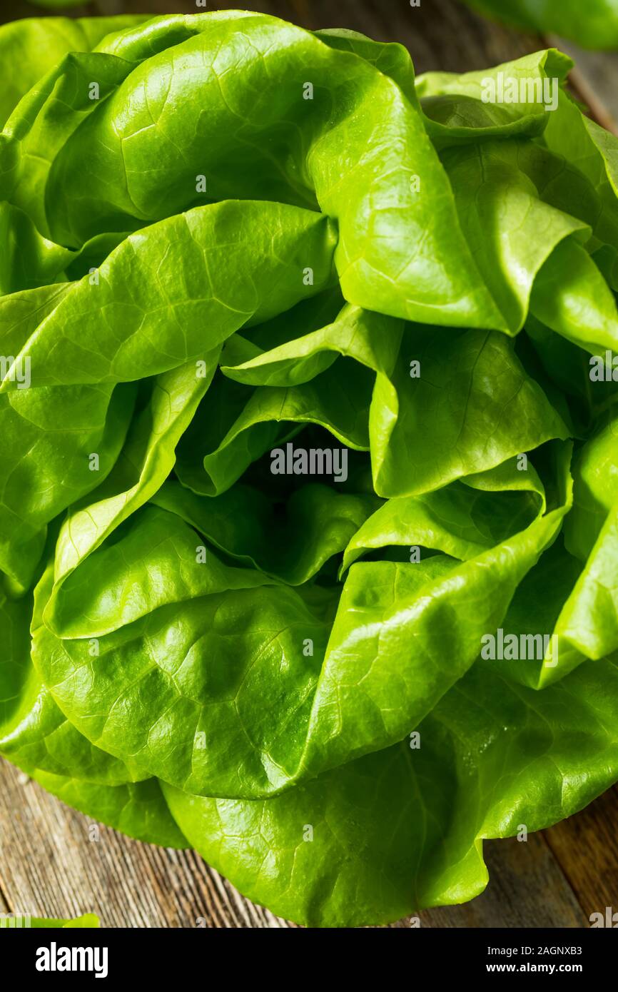 Raw Green Organic Butter Lettuce Ready to Eat Stock Photo - Alamy