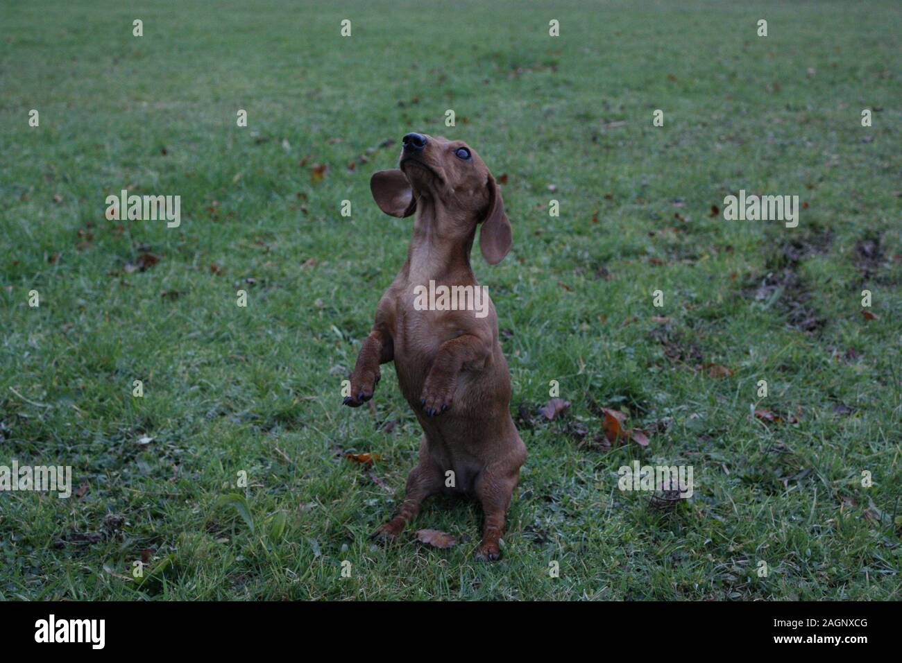 Miniature dachshund training hi-res stock photography and images - Alamy