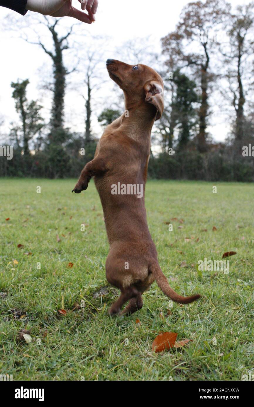 Miniature dachshund training hi-res stock photography and images - Alamy