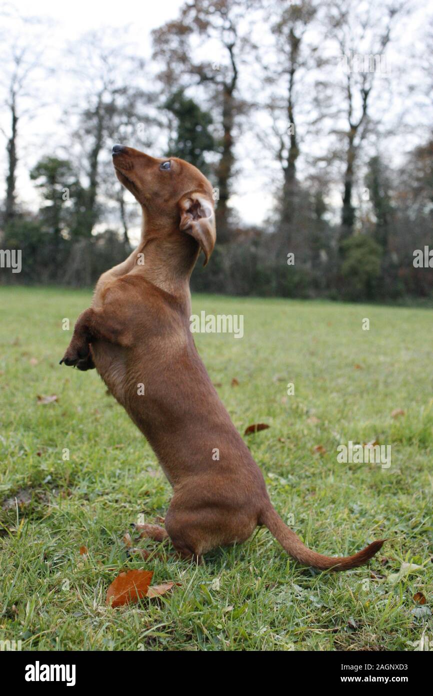 A Miniature Dachshund training Stock Photo - Alamy