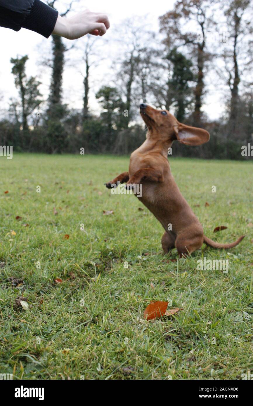 A Miniature Dachshund training Stock Photo - Alamy