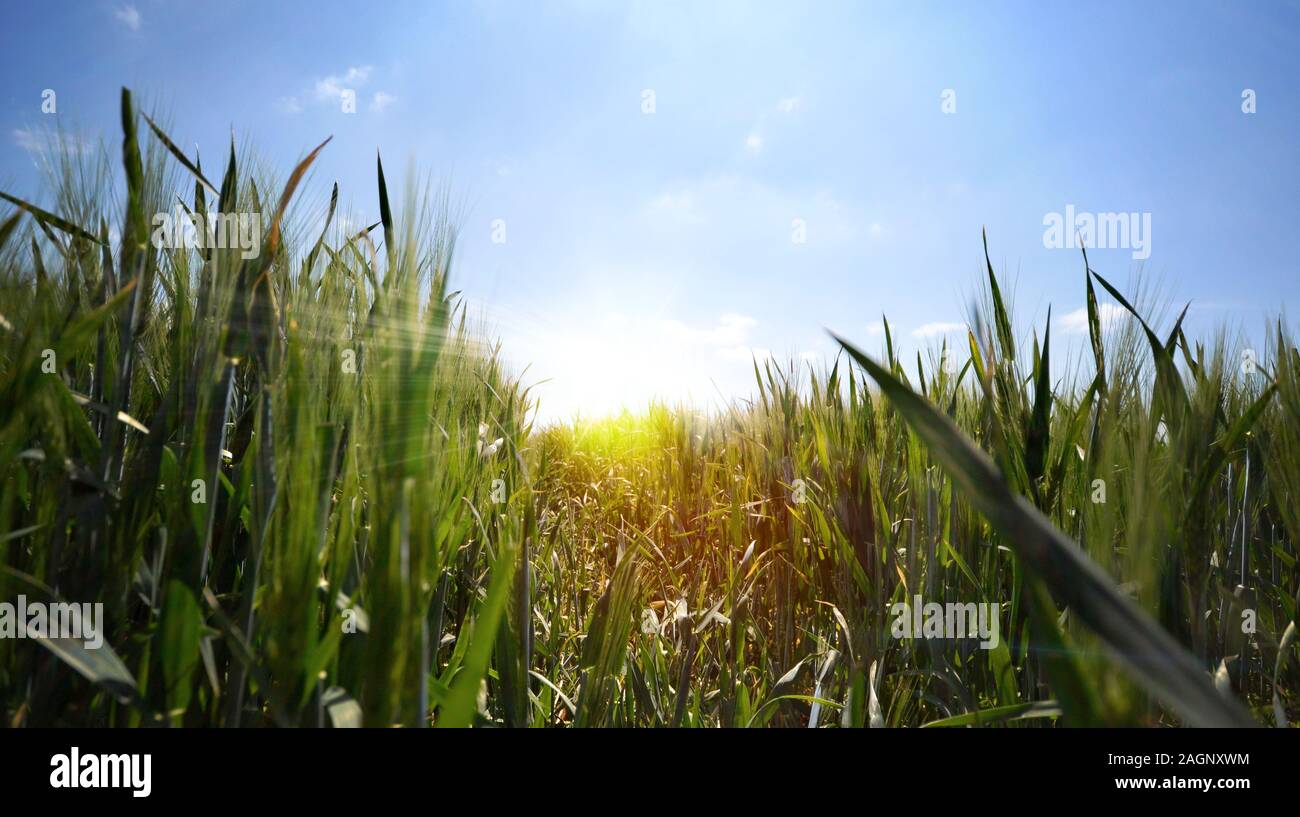 wheat field grain meadow grass vintage panorama Stock Photo - Alamy