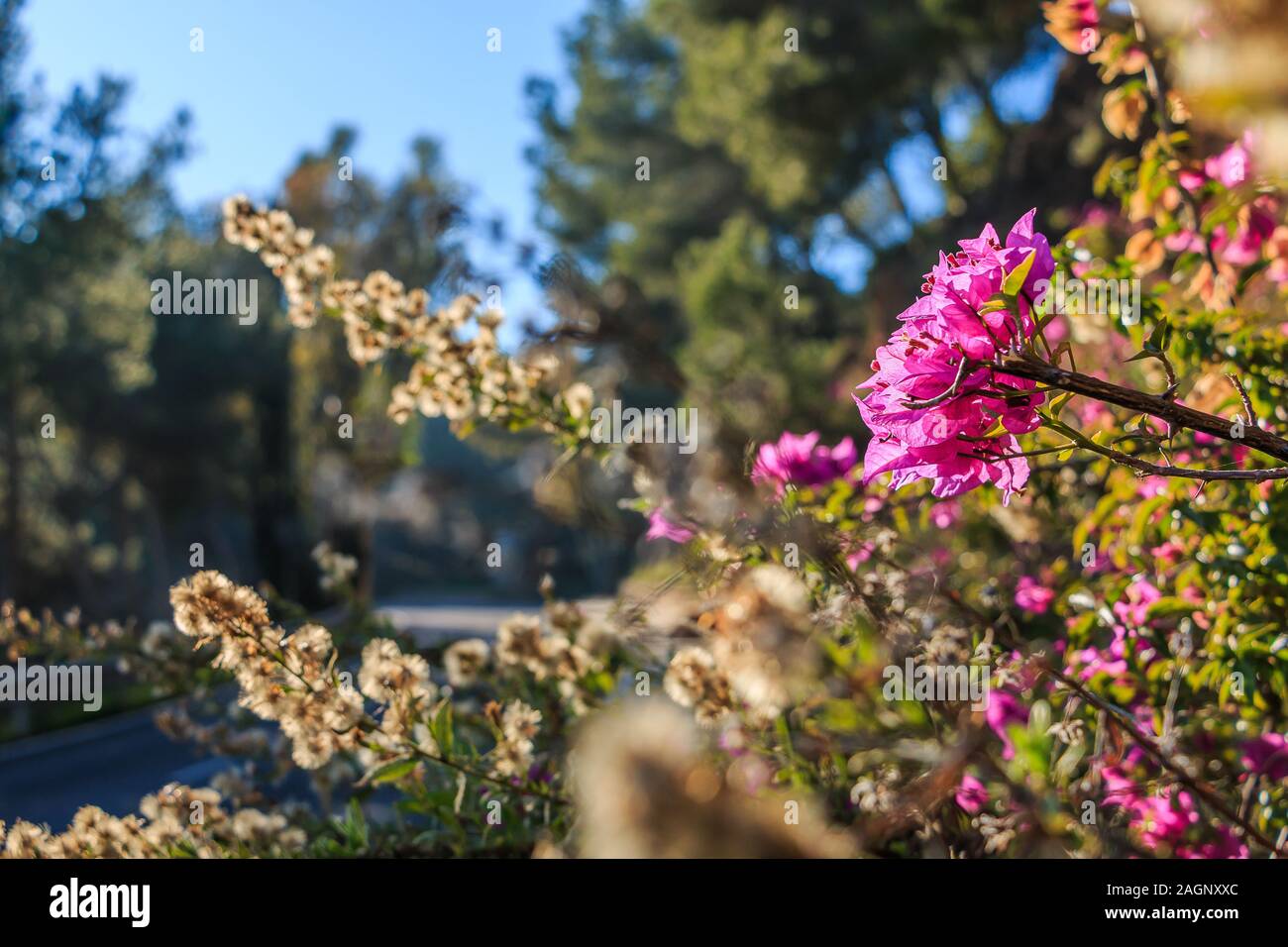 Red flower bush malaga spain hi-res stock photography and images - Alamy