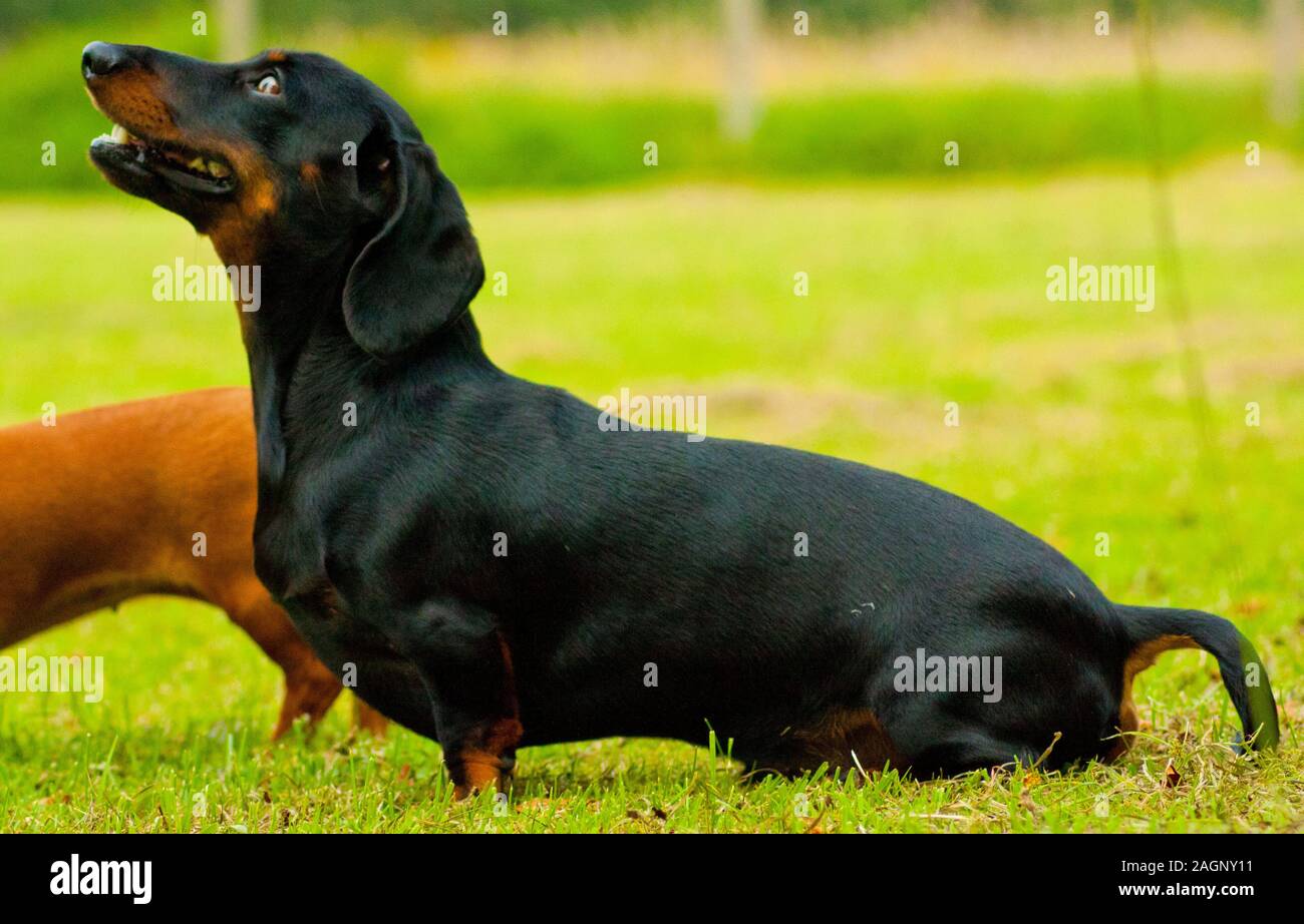 The wonderful breed of the Miniature Dachshund, dog Stock Photo - Alamy