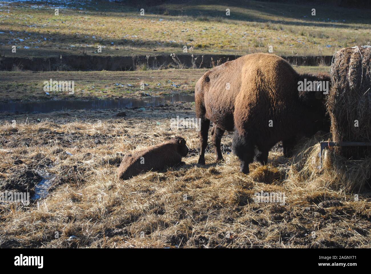 Grazing buffalo hi-res stock photography and images - Alamy