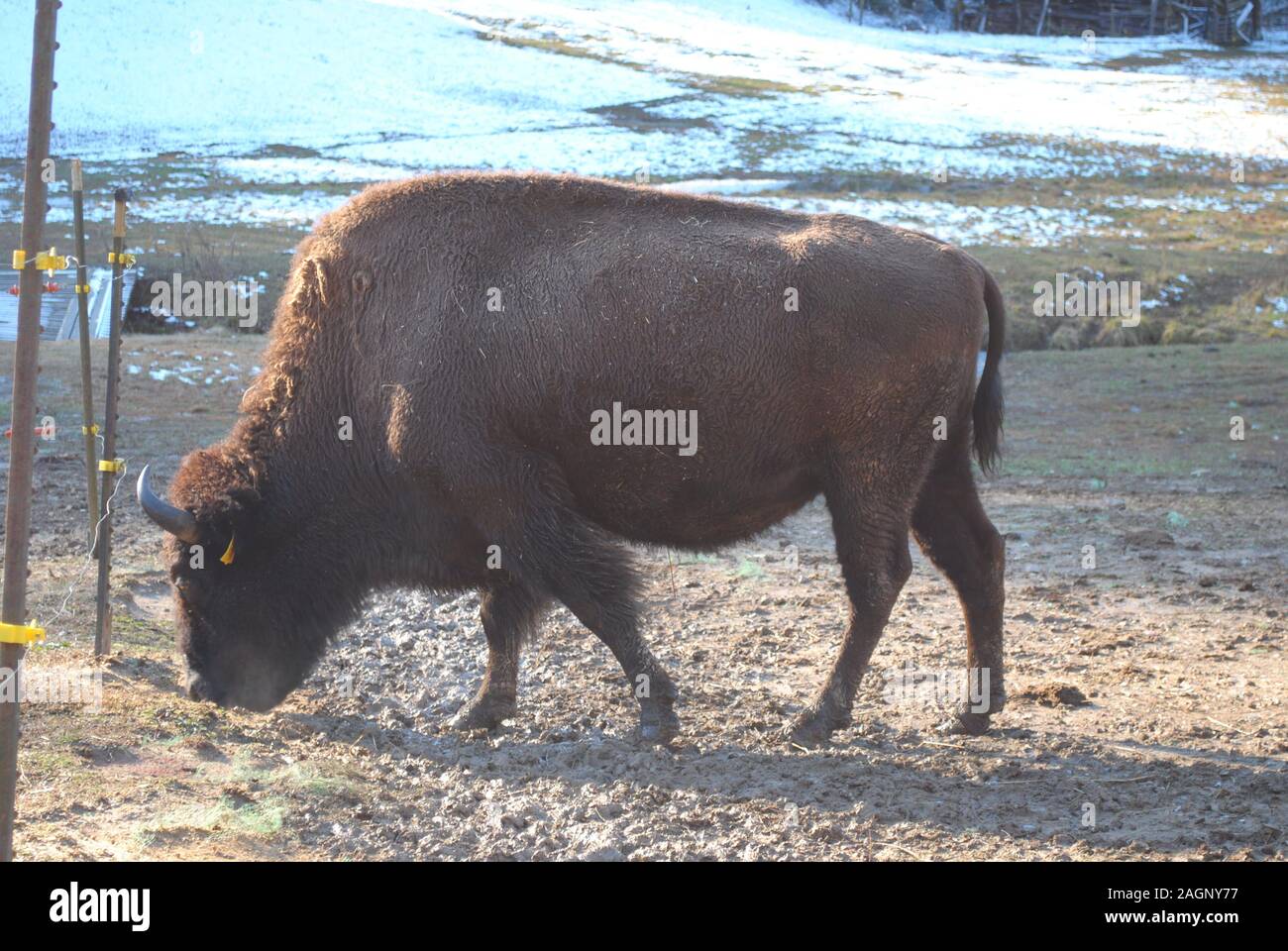 Grazing buffalo hi-res stock photography and images - Alamy