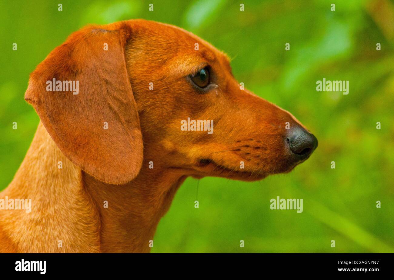 The wonderful breed of the Miniature Dachshund, dog Stock Photo - Alamy