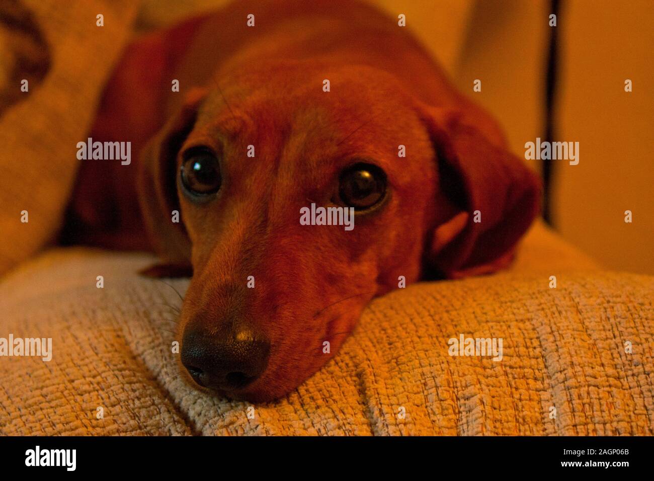 The wonderful breed of the Miniature Dachshund, dog Stock Photo - Alamy