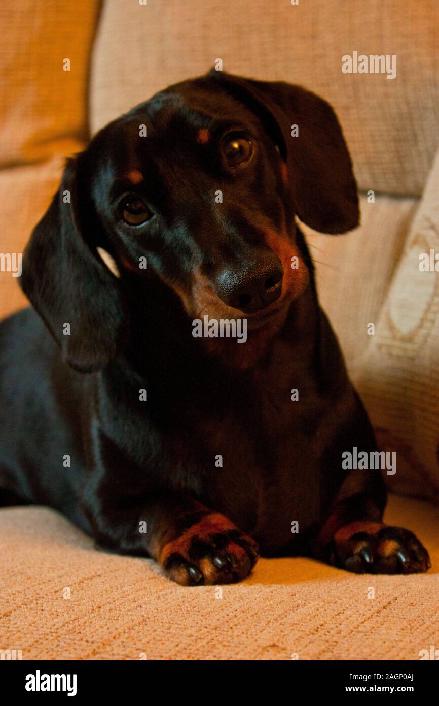 The wonderful breed of the Miniature Dachshund, dog Stock Photo - Alamy