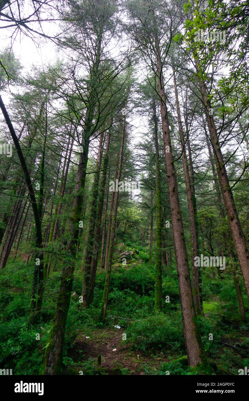 Tall coniferous trees with green leaves growing tall and strong Stock ...