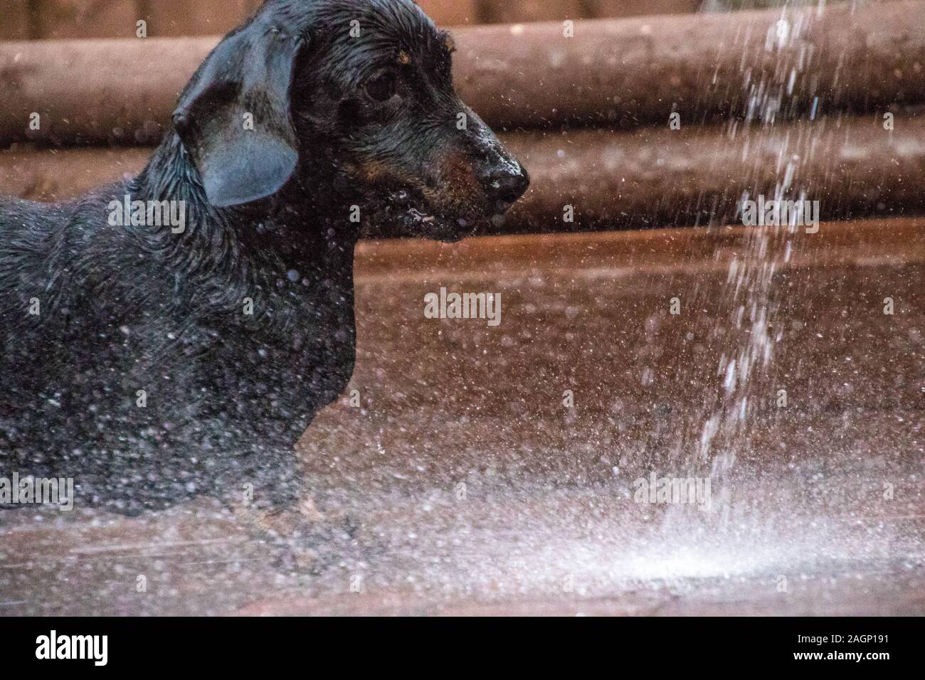 A Miniature Dachshund having fun Stock Photo - Alamy