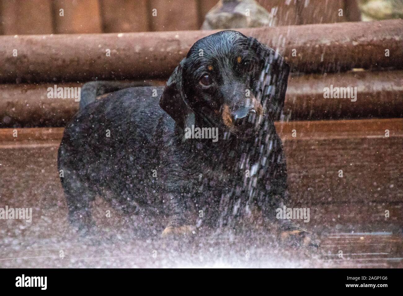A Miniature Dachshund having fun Stock Photo - Alamy