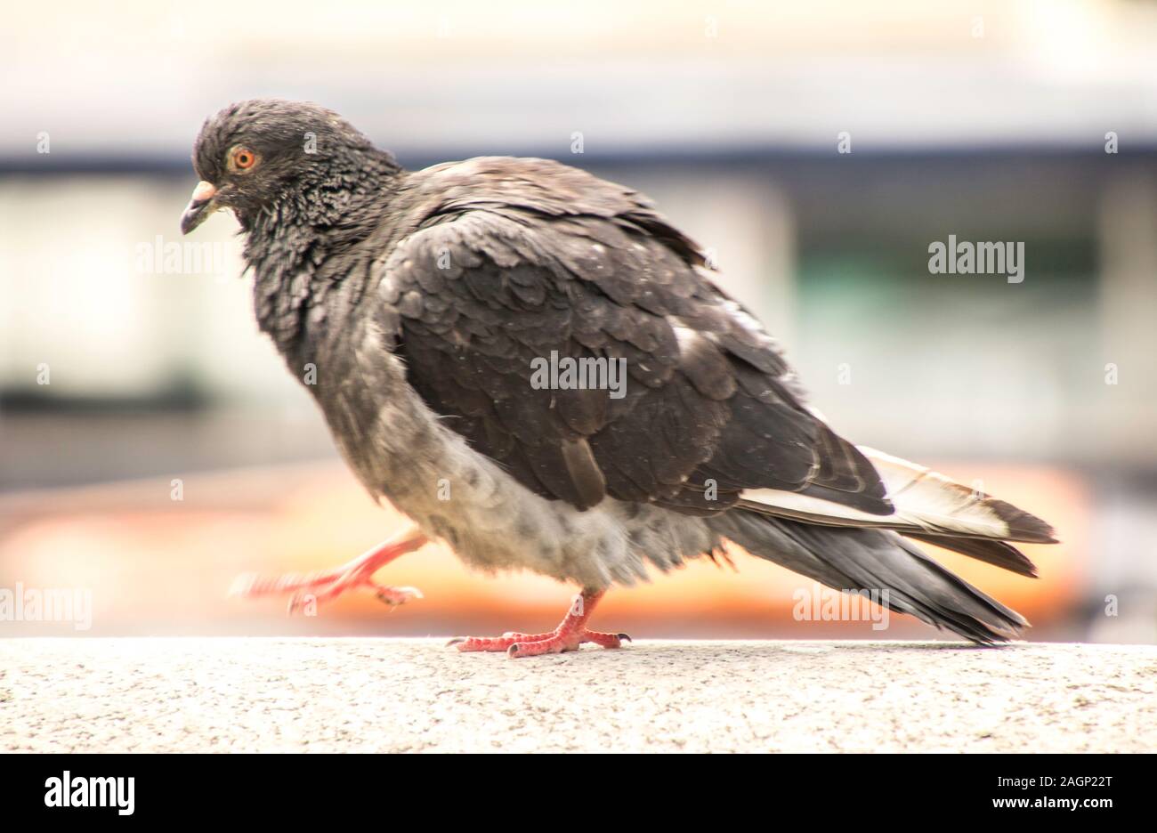Dumb bird hi-res stock photography and images - Alamy