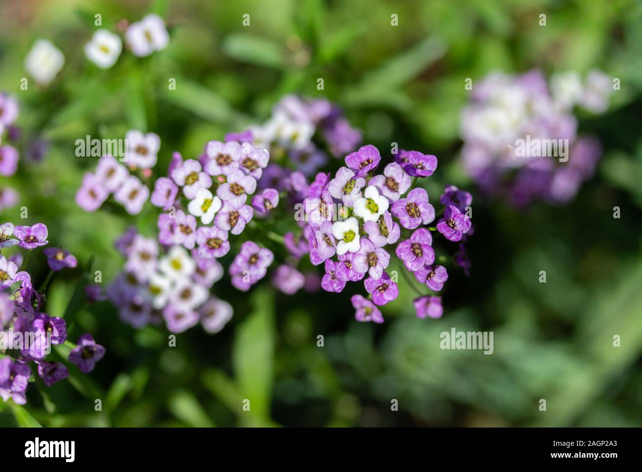 Lobularia blossom with purple white small flowers, many inflorescences ...