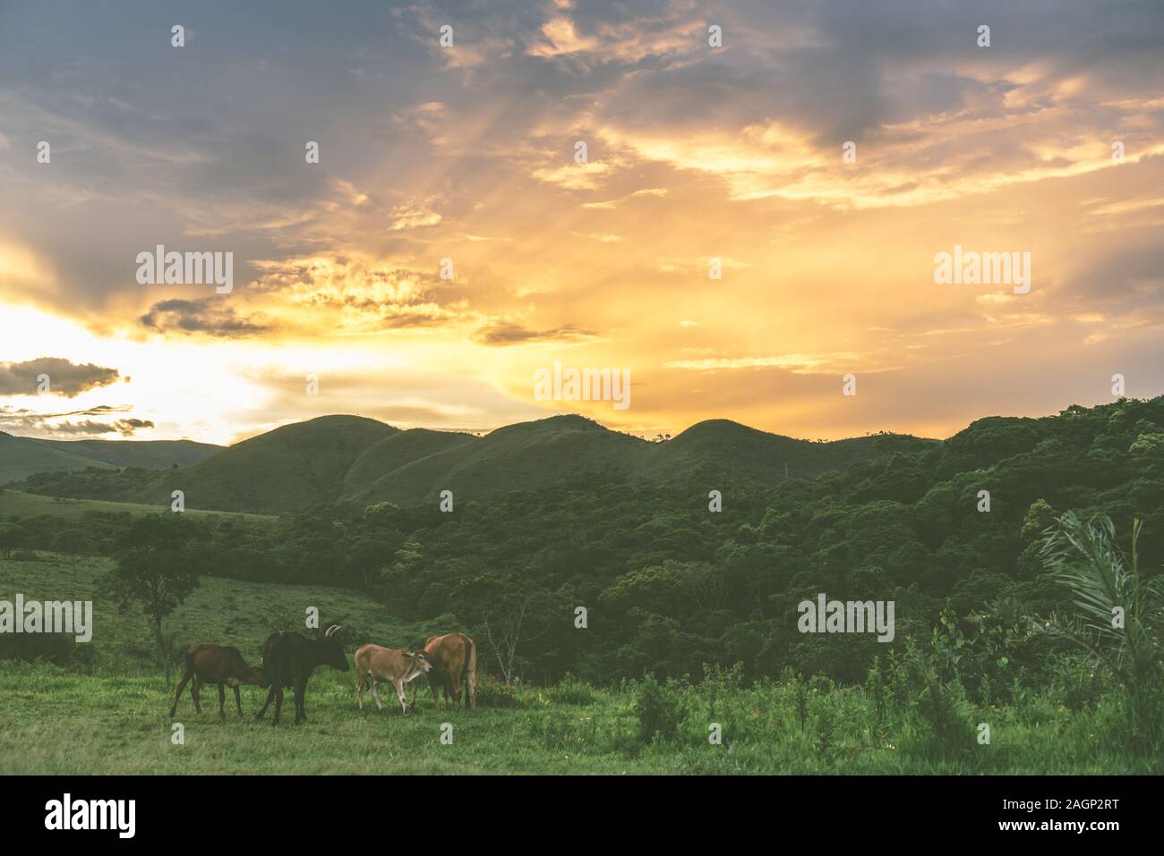Animals (cows) in a dense green forest during a colorful sunset in ...