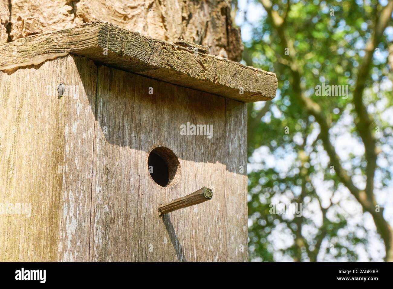 Close-up of wooden birdhouse on a tree with hole and landing peg ...
