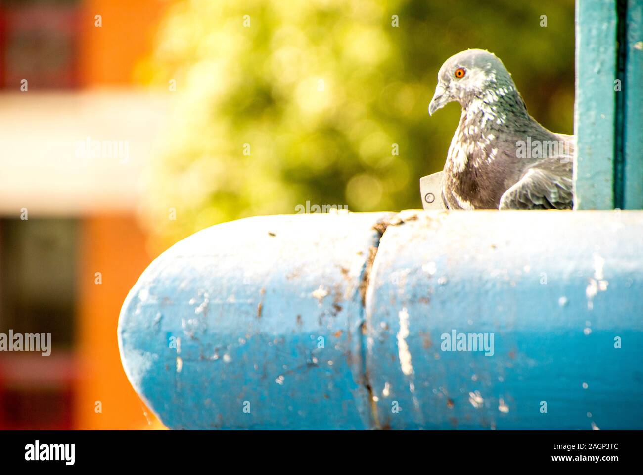 A common Pigeon that can be seen in various locations throughout London ...