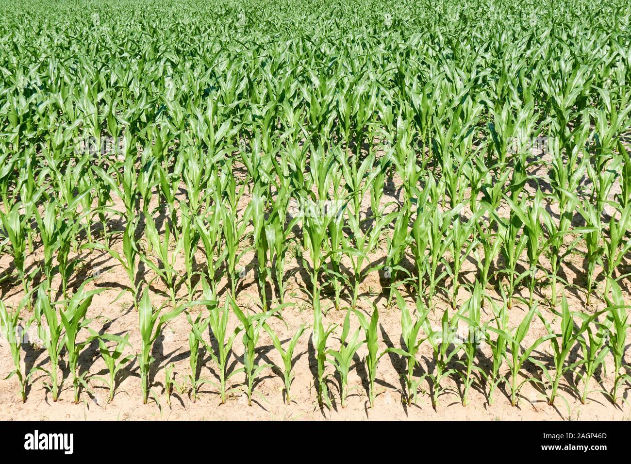 Closeup rows fresh green corn hi-res stock photography and images - Alamy