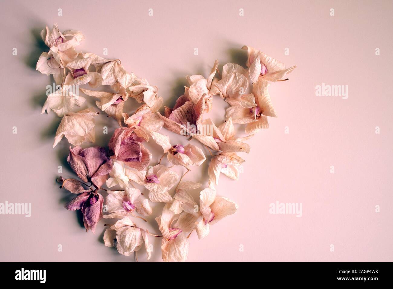 dry heart-shaped orchid flowers for valentines day, birthday greetings ...