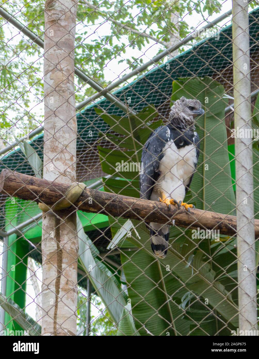 Amazon rainforest brazil birds hi-res stock photography and images - Alamy