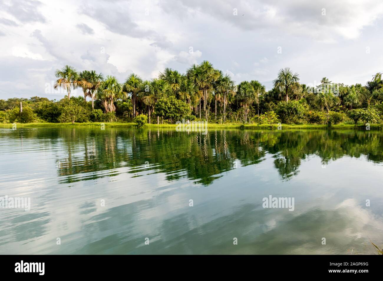 Amazon rainforest interior hi-res stock photography and images - Alamy