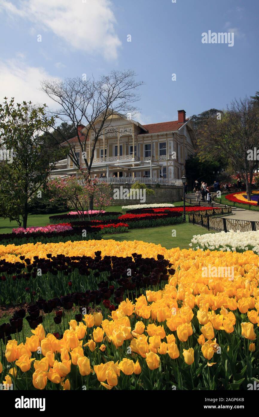 image of tulip garden from istanbul in spring and emirgan yellow ...