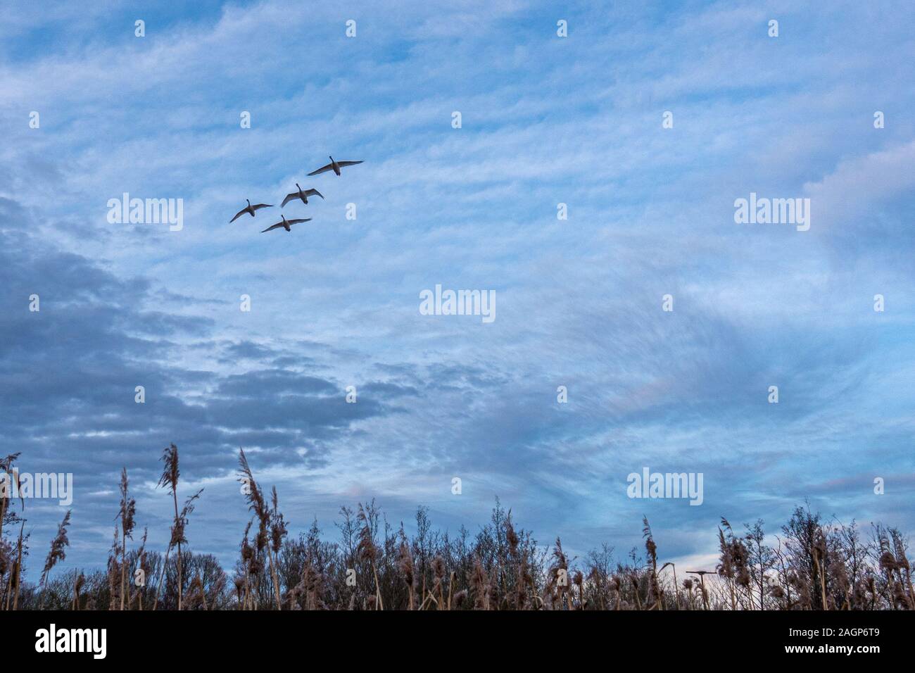 4 swans flying in formation in the blue afternoon sky Stock Photo - Alamy