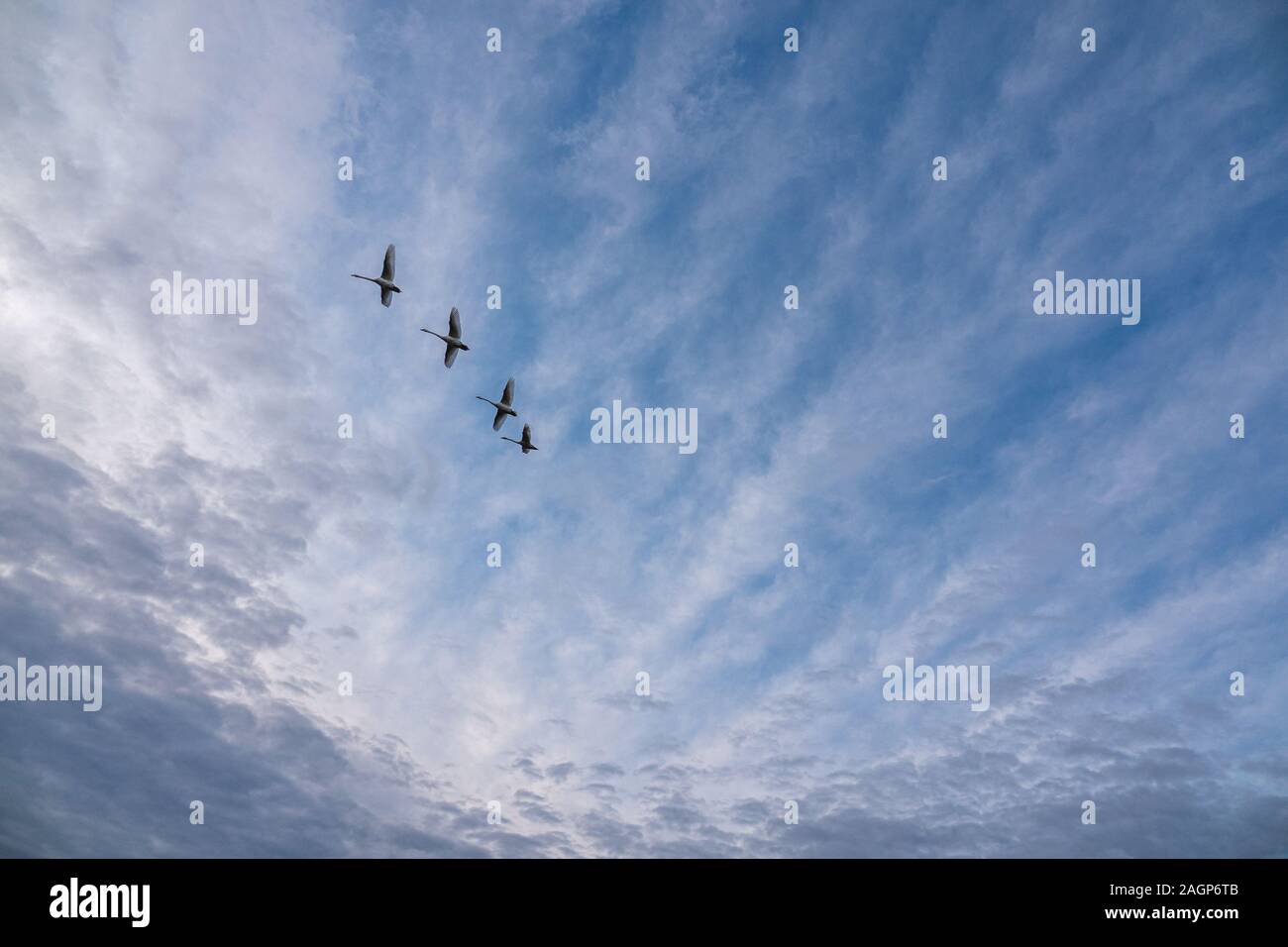 4 swans flying in formation in the blue afternoon sky Stock Photo - Alamy