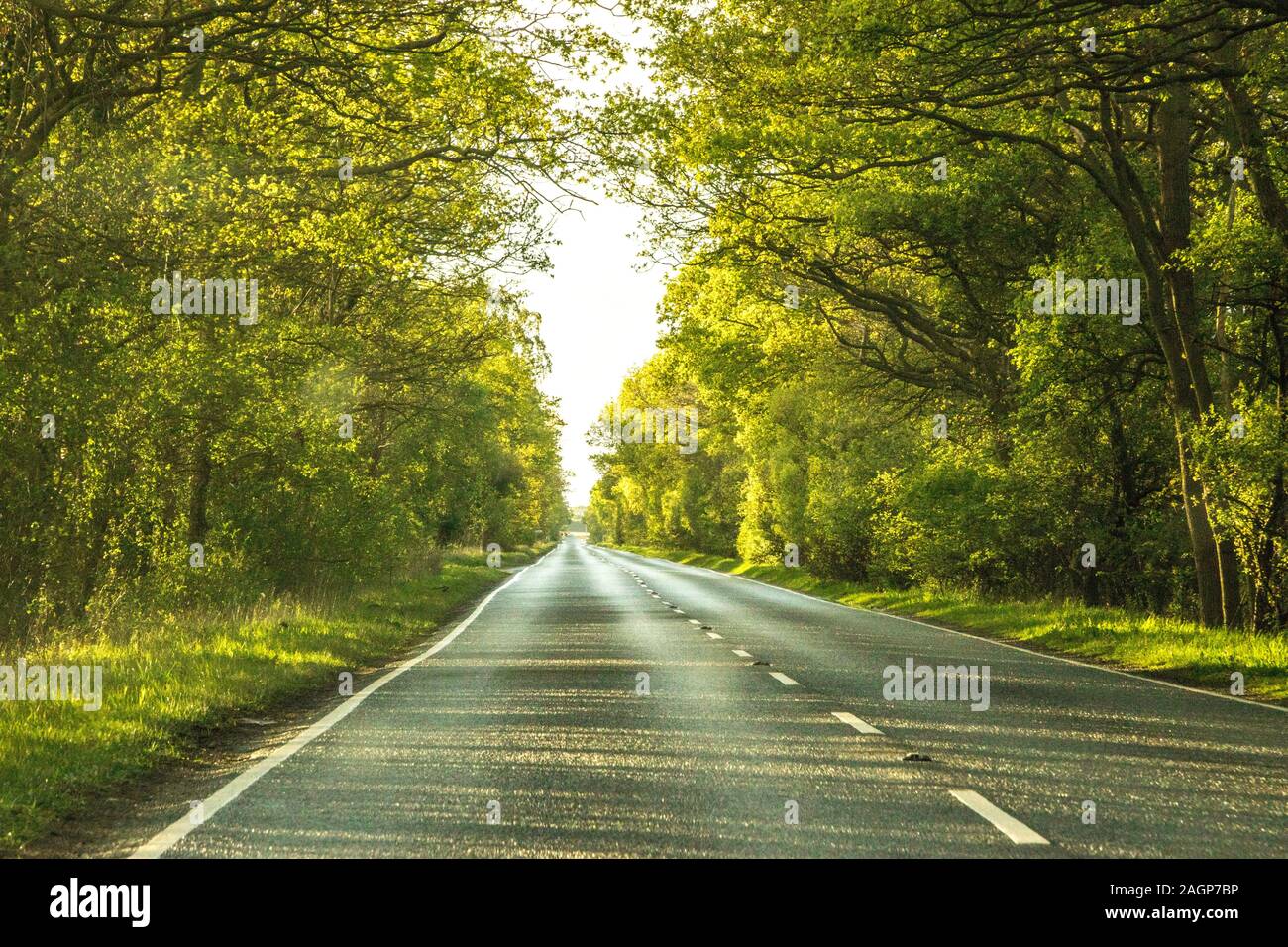 Long straight road with tunnel of trees hi-res stock photography and ...