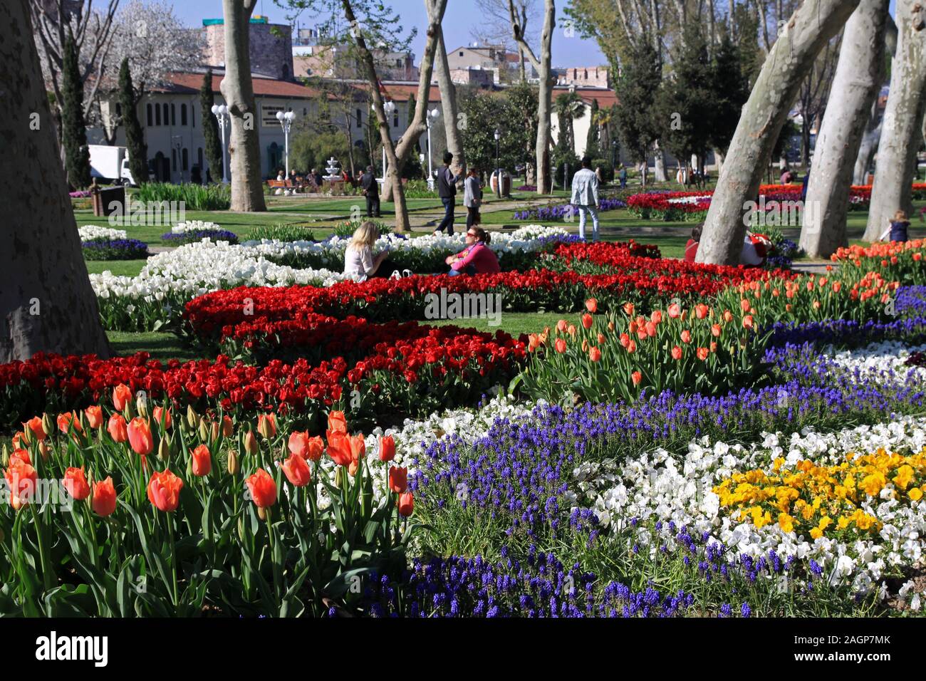 image of tulip garden from istanbul in spring Stock Photo - Alamy