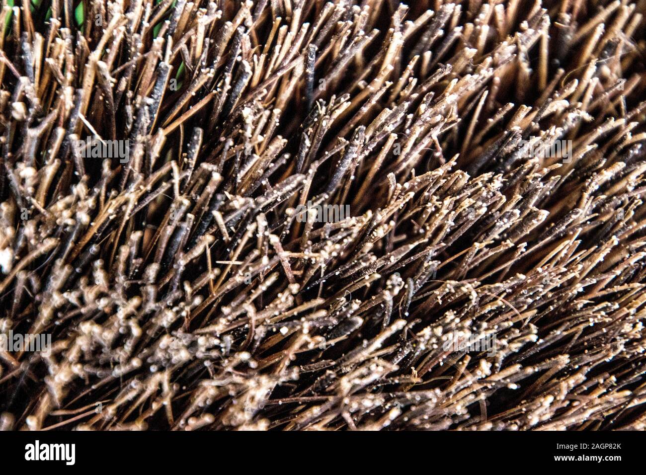 Garden brush hi-res stock photography and images - Alamy