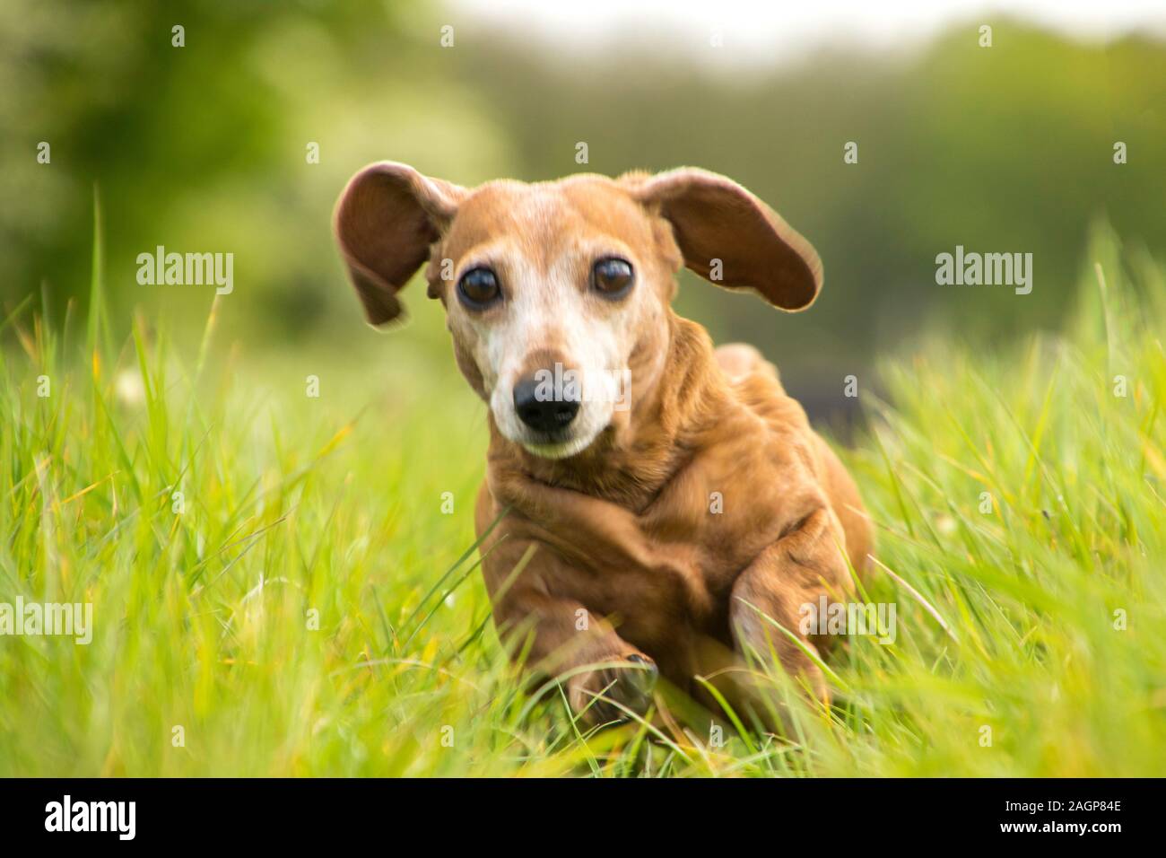 Happy family running through field hi-res stock photography and images ...