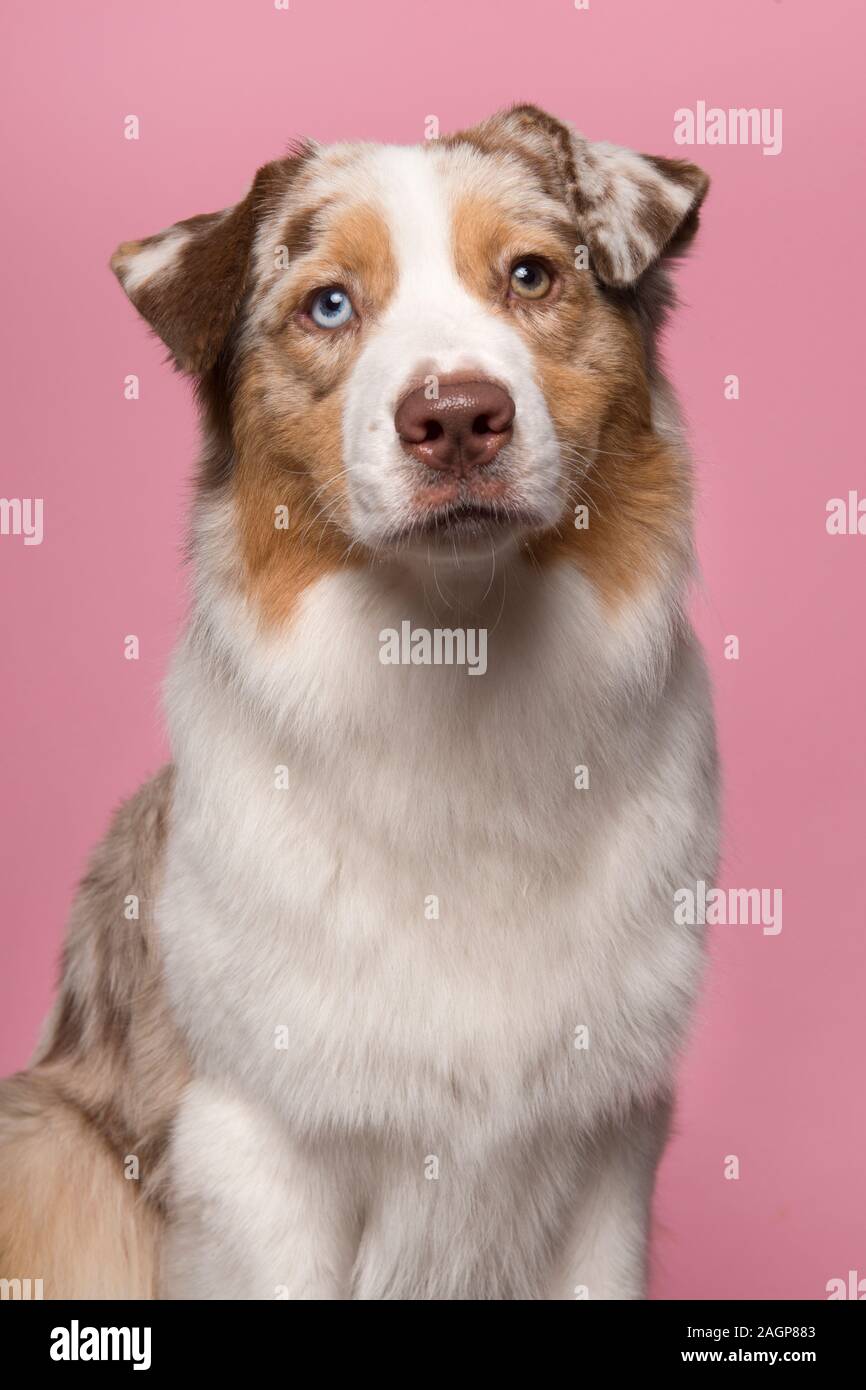 Portrait of a pretty Australian Shepherd looking at the camera on a ...