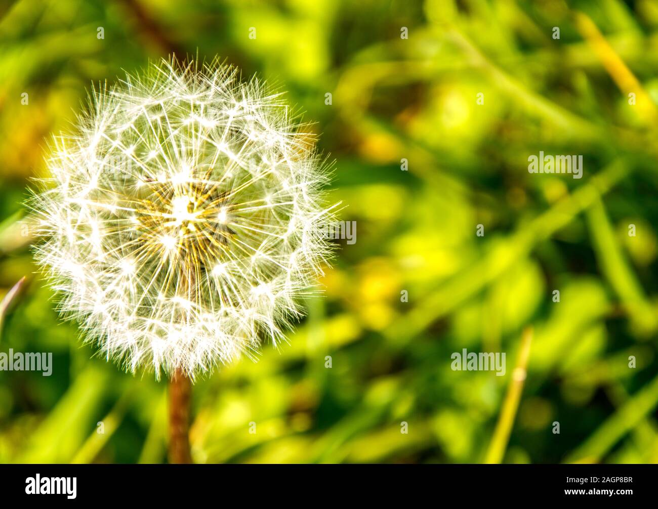 One of the most common flowers / weeds known, a Dandelion. With it's ...