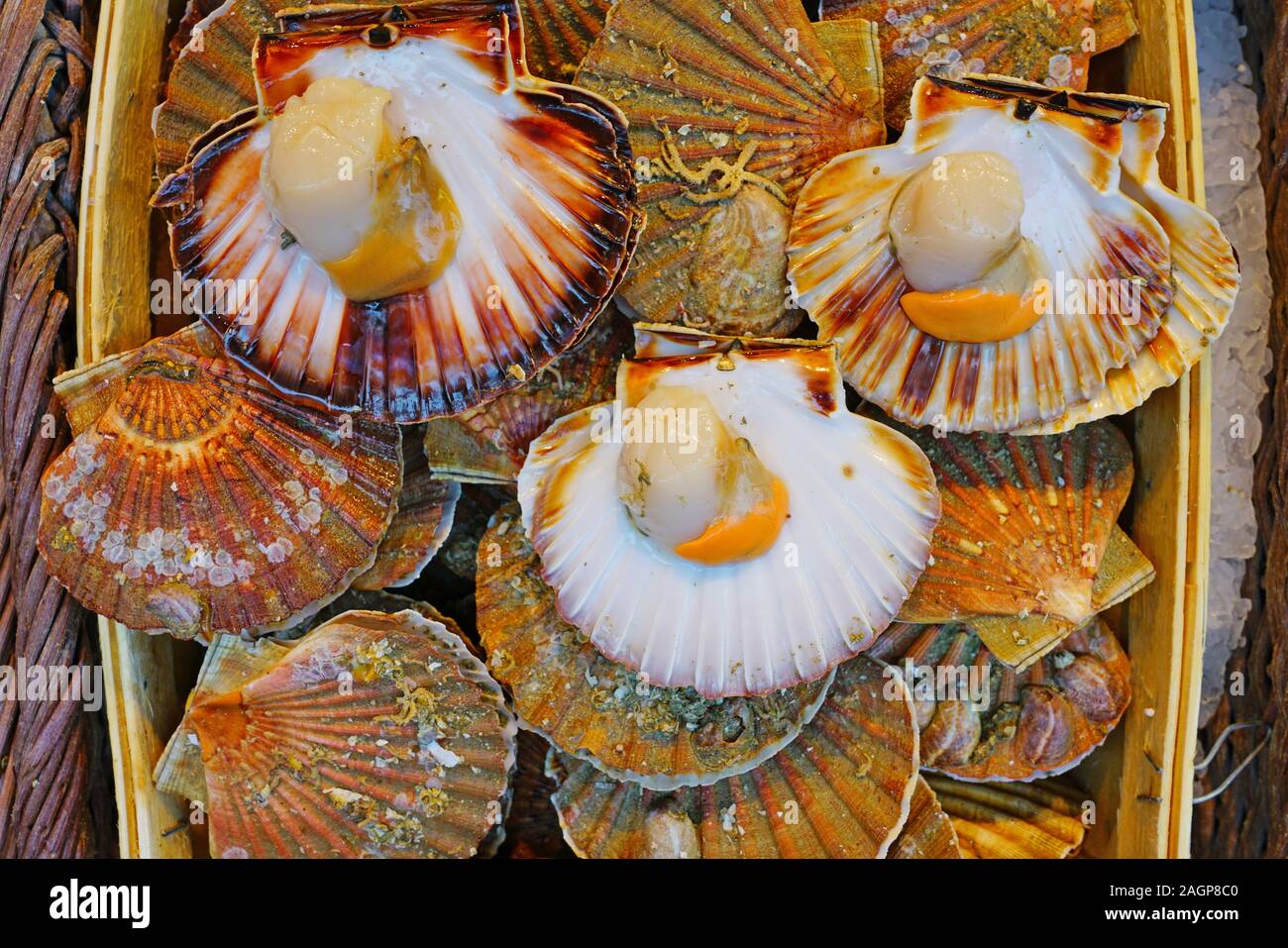 Fresh scallops in the shell at a market in France Stock Photo - Alamy