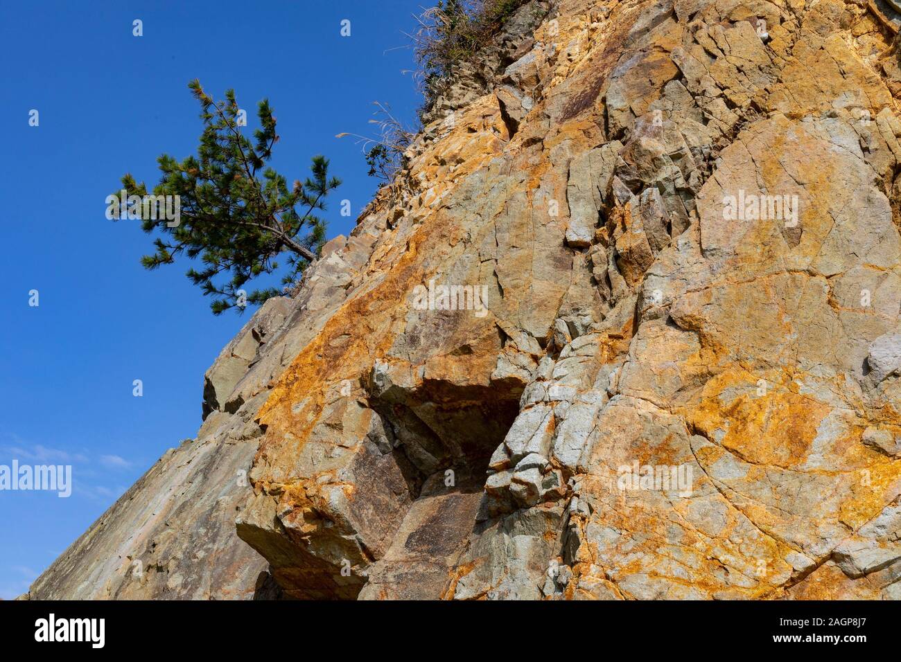Tree growing on edge cliff hi-res stock photography and images - Alamy