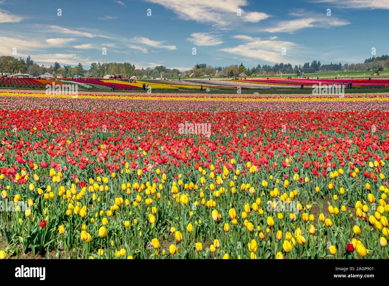 The annual Tulip Fest at the Wooden Shoe Tulip Farm, located in ...