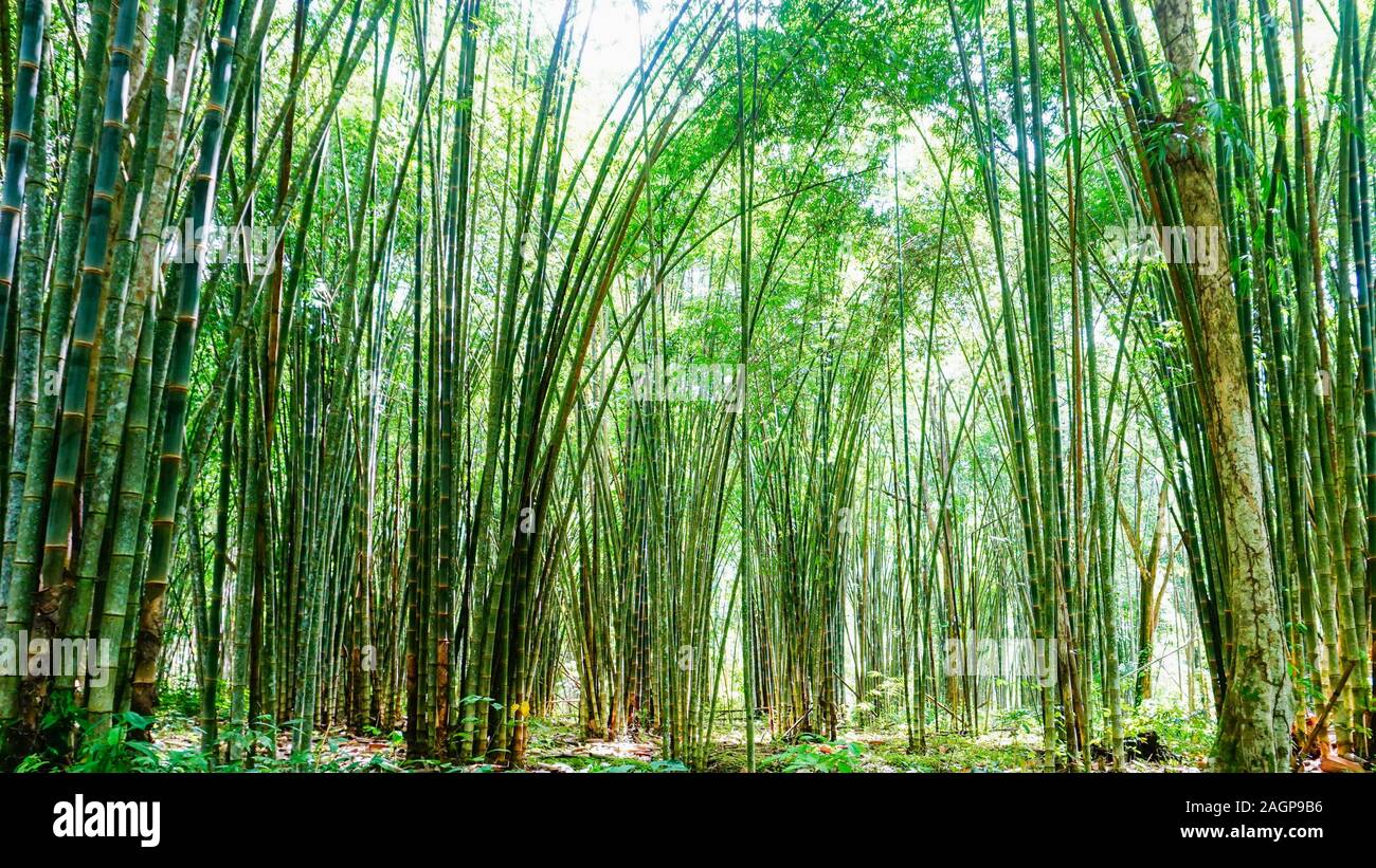 A spectacular bamboo forest where some of them grow up to 20 metres ...