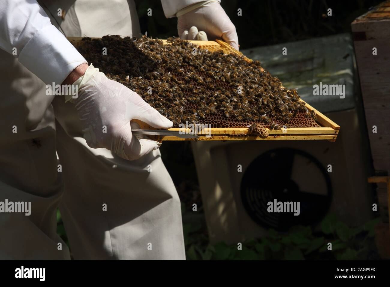 Beekeeper Holding Frame from A Beehive With Honey Bees Queen cell on ...
