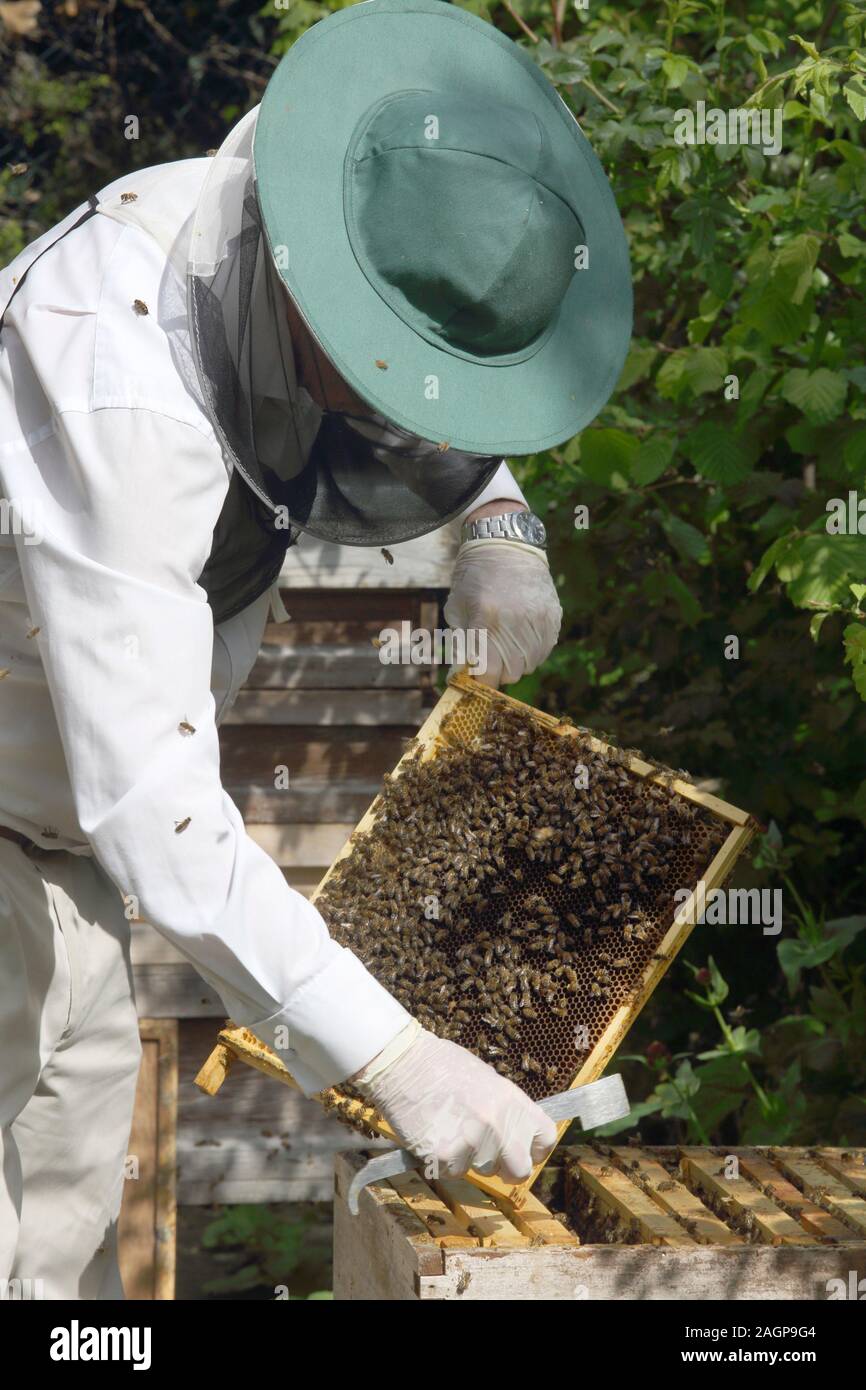 Beekeeping beekeeper bees hi-res stock photography and images - Alamy