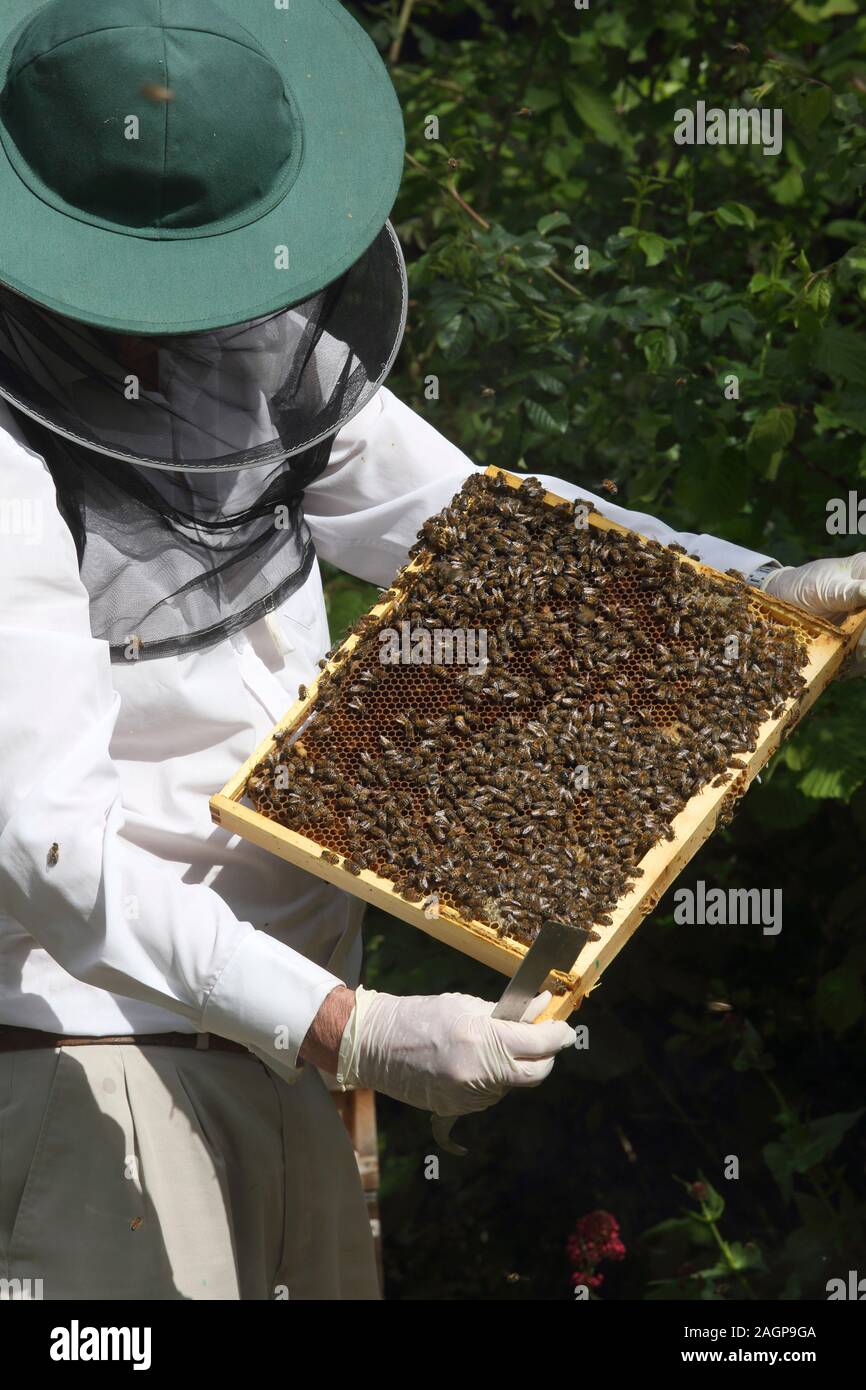 Beekeeper Holding Frame with Honey Bees from A Beehive Surrey England ...