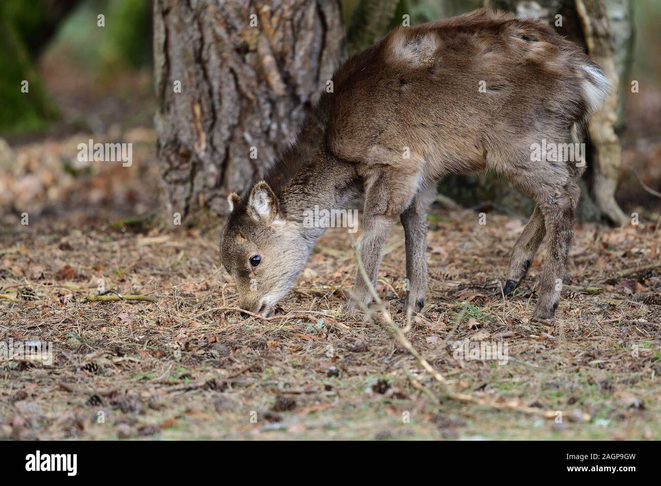 Baby sika deer hi-res stock photography and images - Alamy