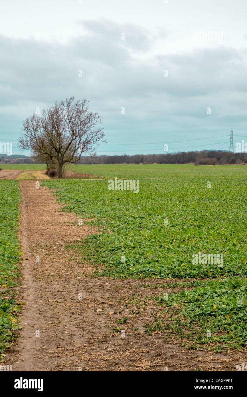 A view of a typical farmer's field Stock Photo - Alamy