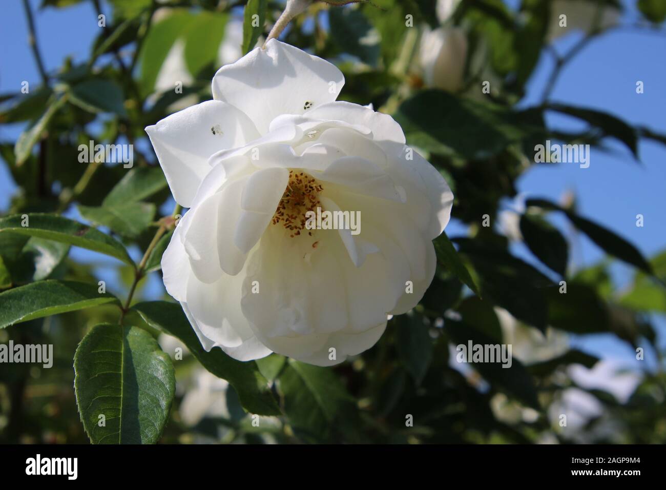 White rose in japan hi-res stock photography and images - Alamy