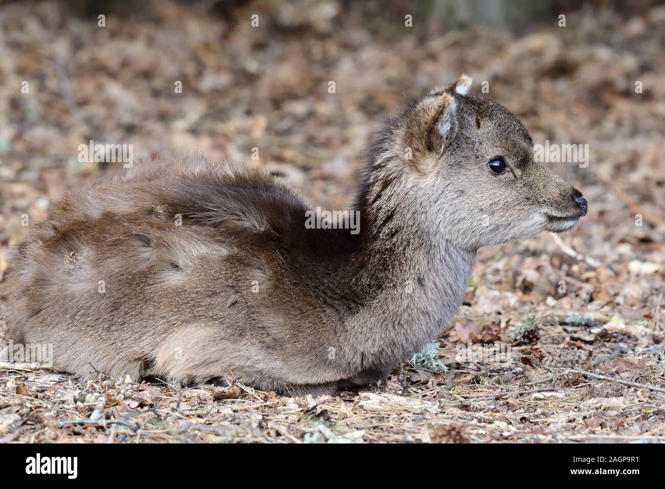 Portrait of a baby sika deer (cervus nippon) sitting on the ground in ...