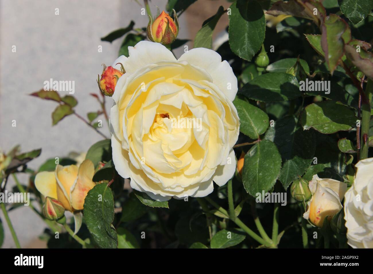 Rose flower in summer in Hokkaido, Japan Stock Photo - Alamy