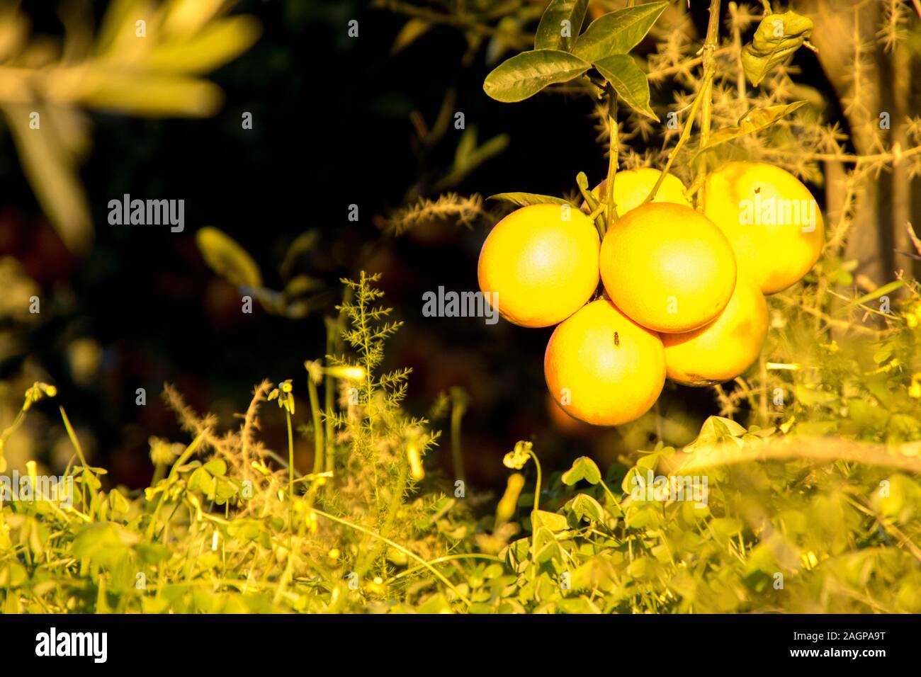 A typical orange orchid in Sicily, Italy. These fantastic fruits are ...