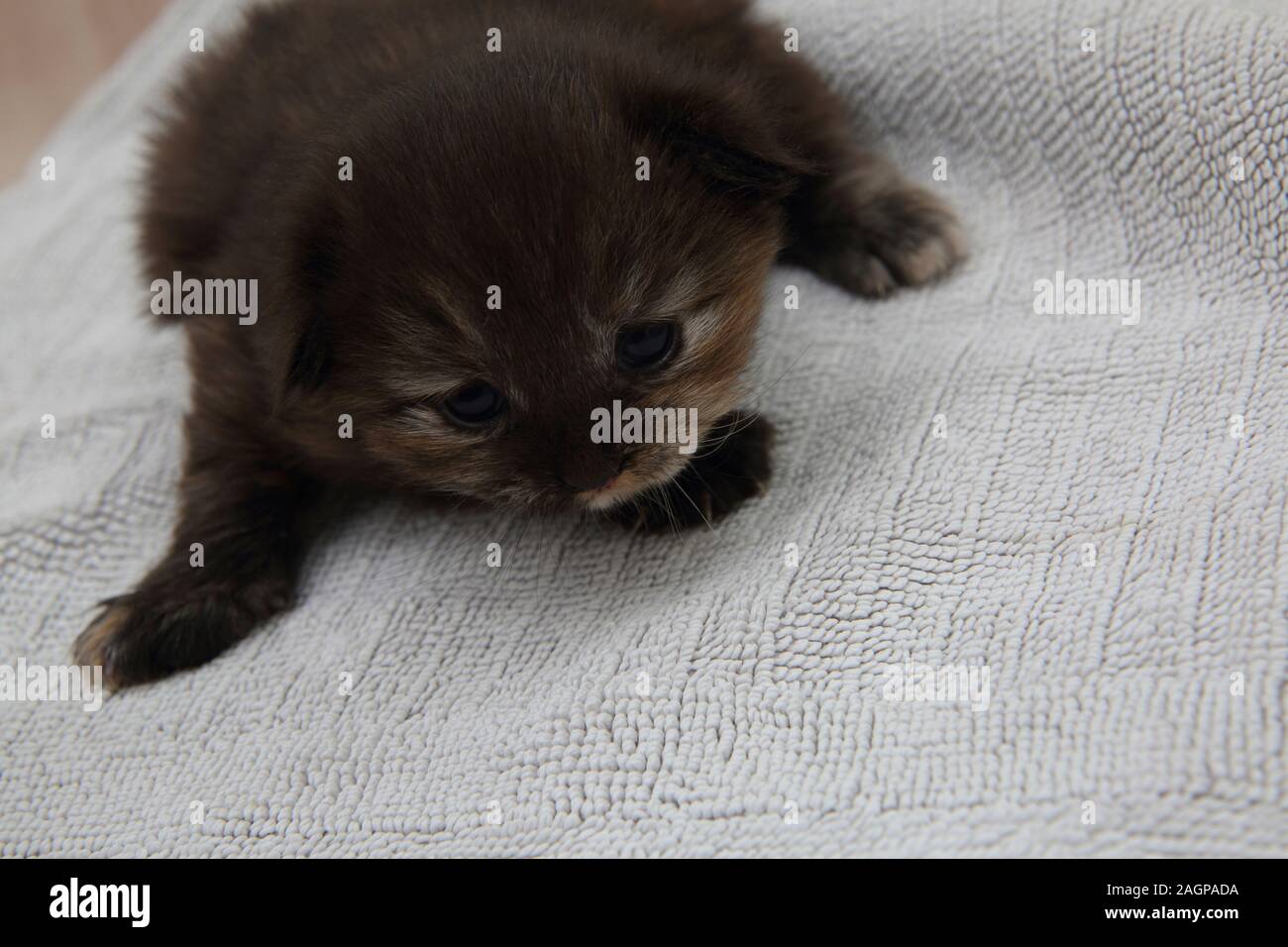 Two Week Old Tortoiseshell Kitten - Part Turkish Angora Stock Photo - Alamy
