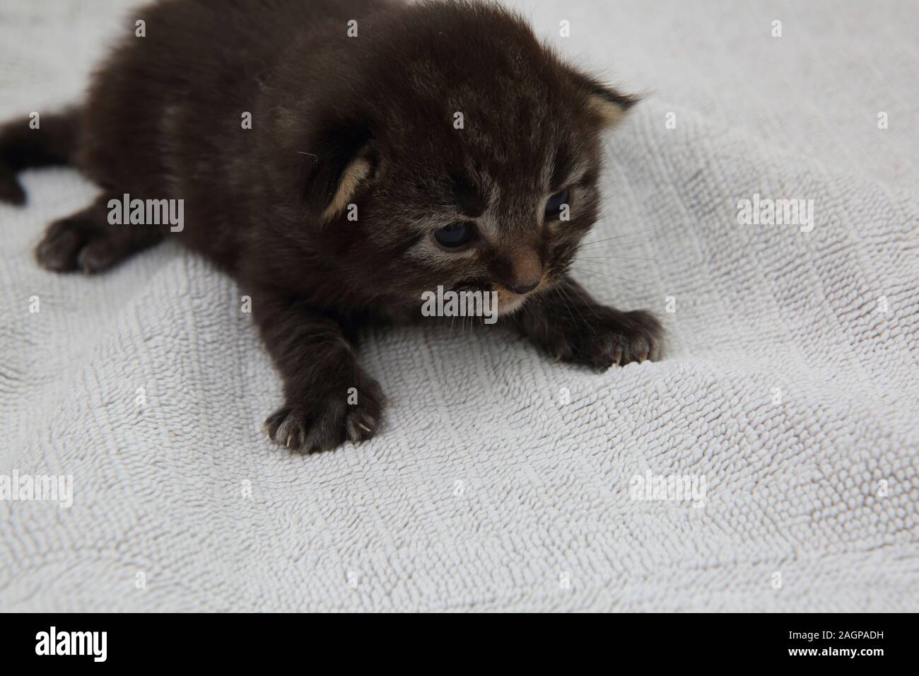 Two Week Old Tabby Kitten - Part Turkish Angora Stock Photo - Alamy
