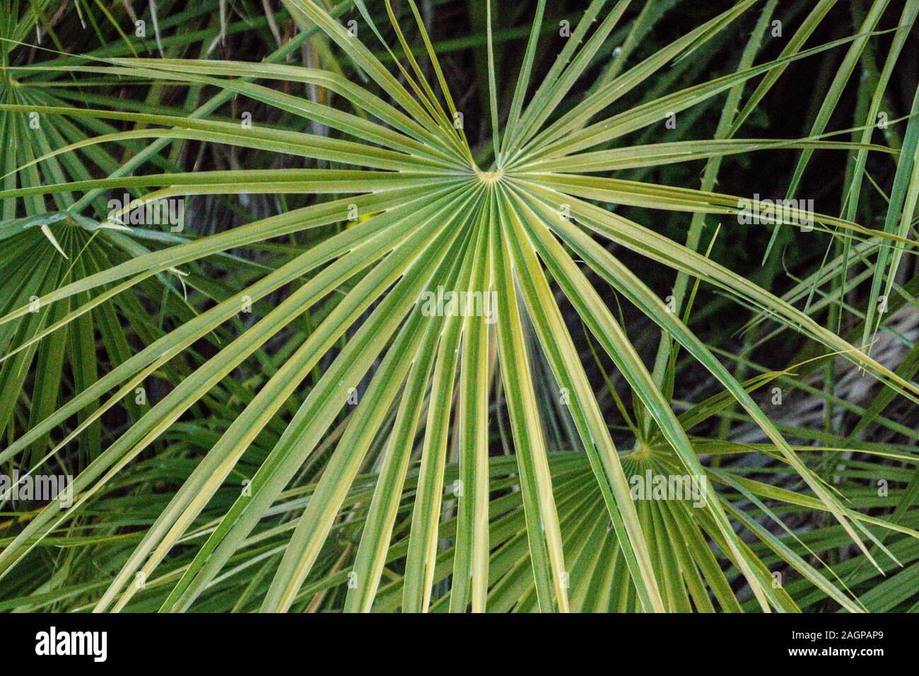 A green plant with long spiky stems stretch out from the center Stock ...
